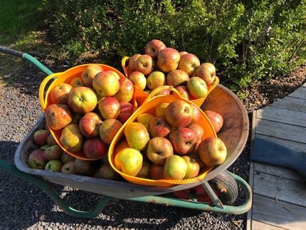 home [www.alffarhoeve.be]