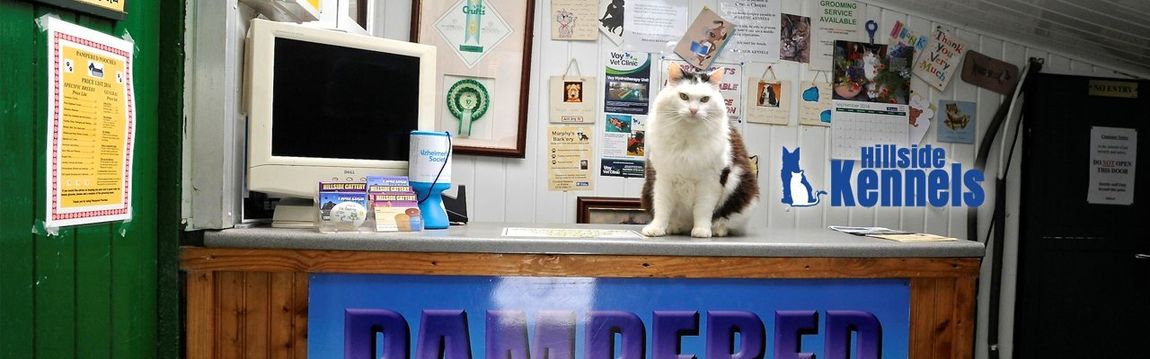 Hillside Kennels - well-maintained pet kennels