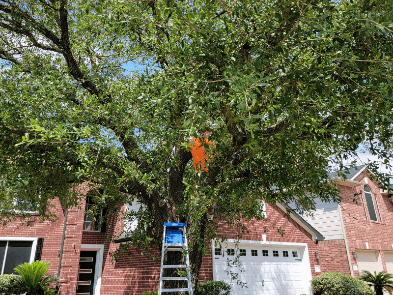 Tree Trimming in Spring, TX | Top Rated Spring Tree Service