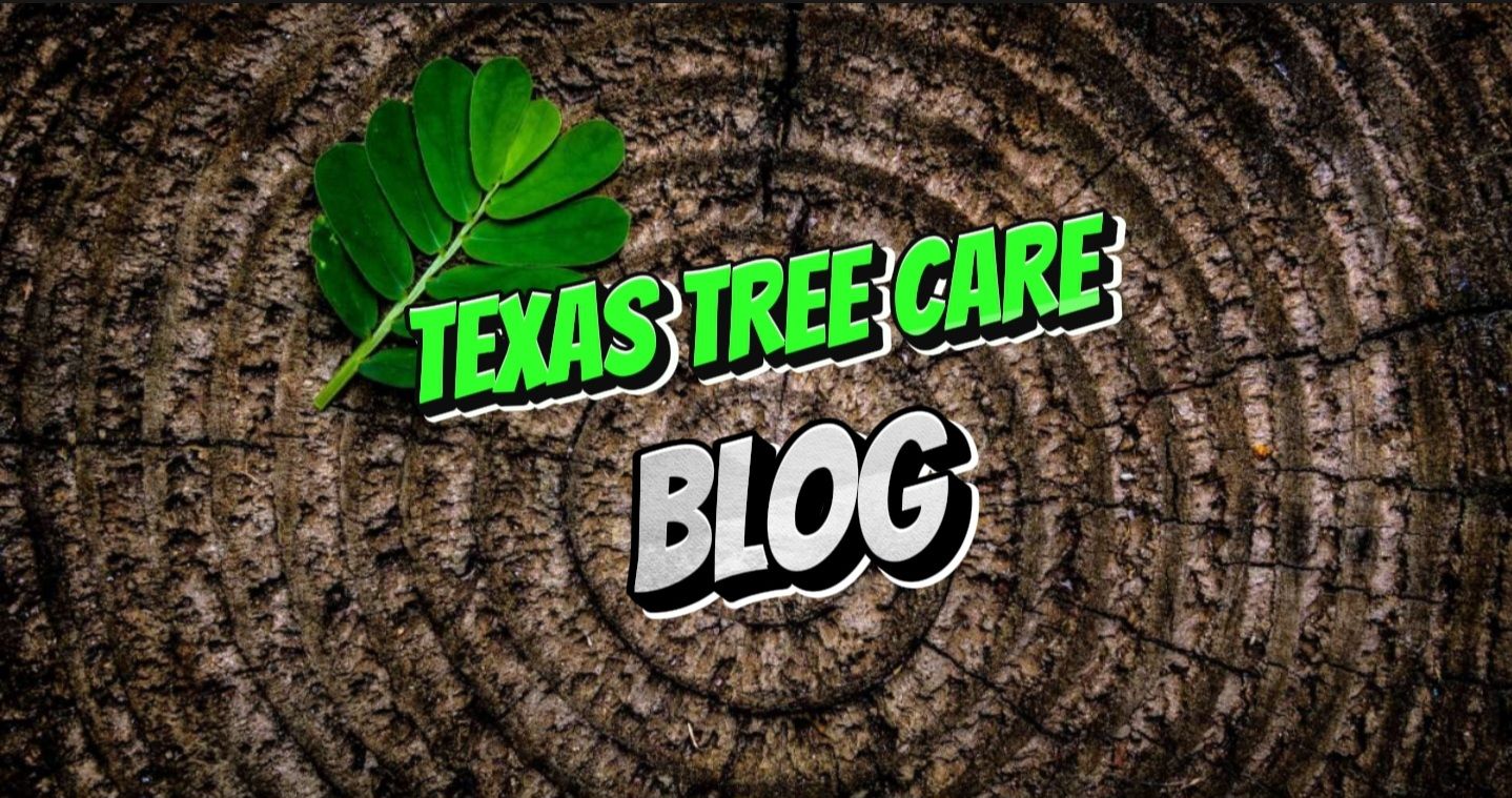 Expert Tree Care Tips & Advice - Texas Tree Care Blog