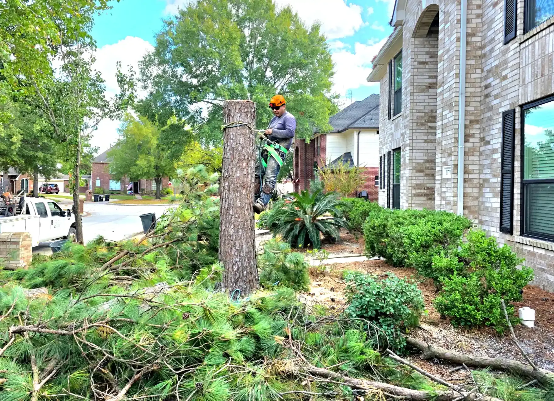 Tree Service The Woodlands TX | Tree Removal & Trimming