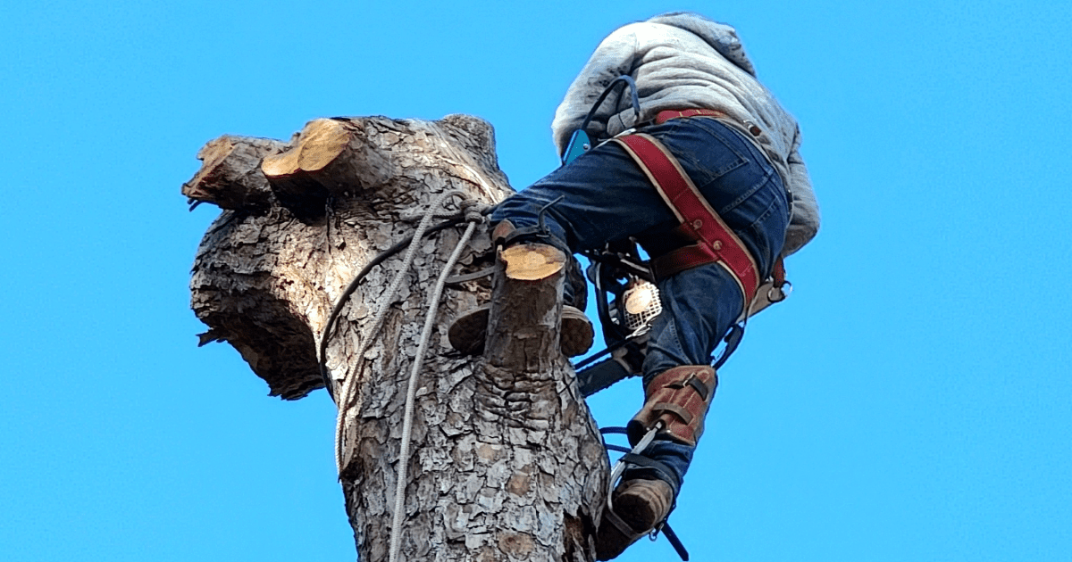 The Woodlands Tree Removal | Texas Tree Care