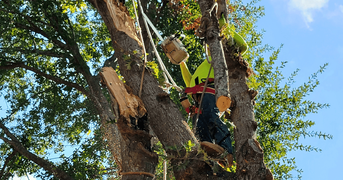 Klein Tree Service - Local Arborist | Texas Tree Care