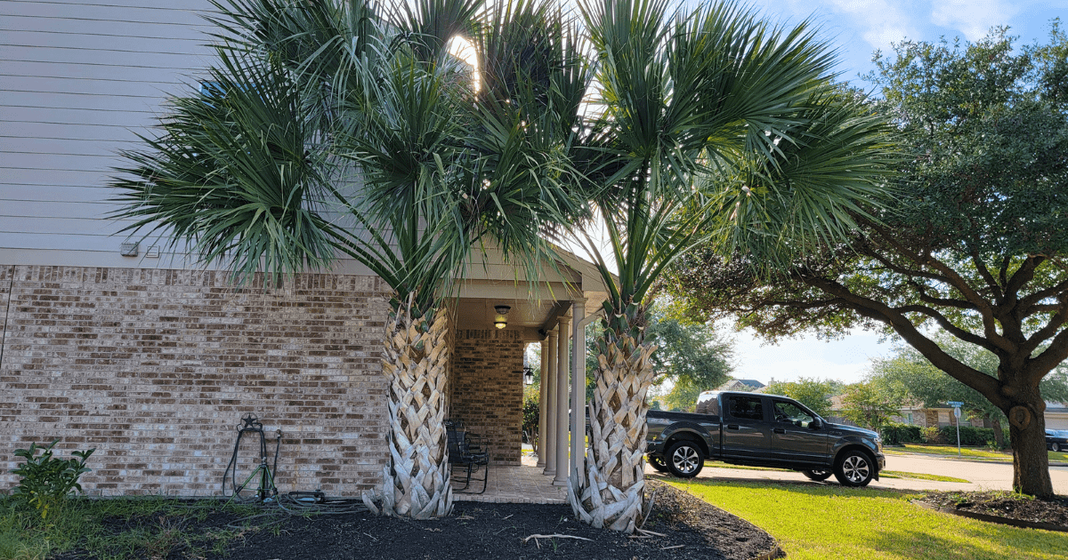 Tomball Tree Service - Local Arborist | Texas Tree Care