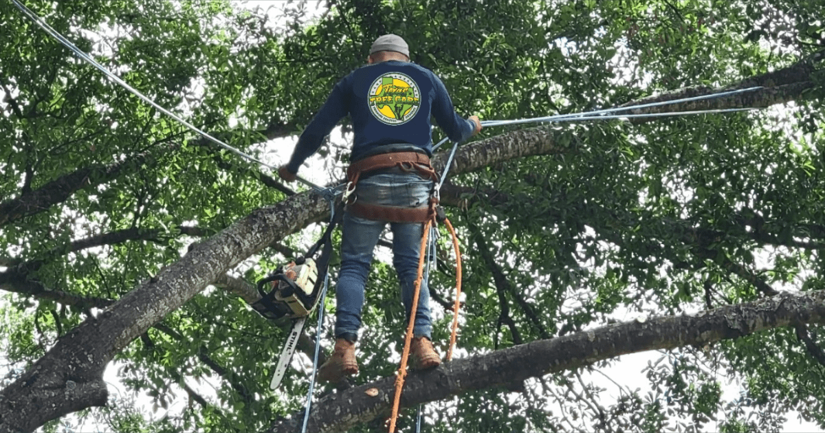 Tree Trimming Spring TX - Local Arborist | Texas Tree Care