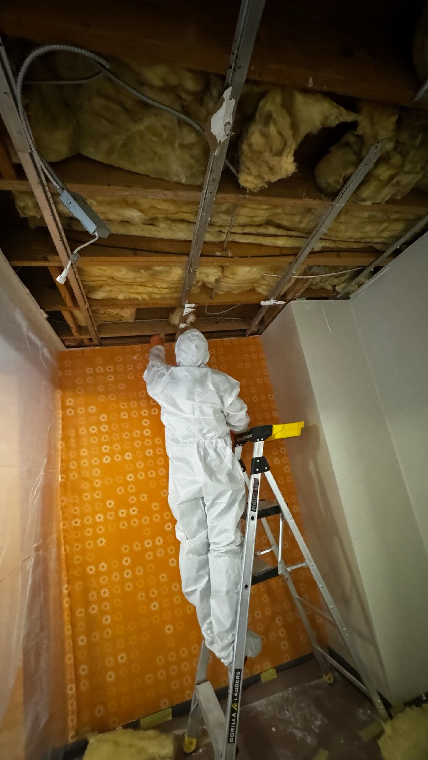Mold Damage Photos - RCC Restoration