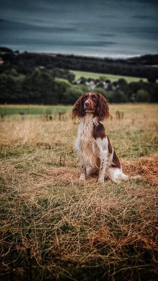 English Springer Spaniel at Stud and Gundog Training in South Yorkshire