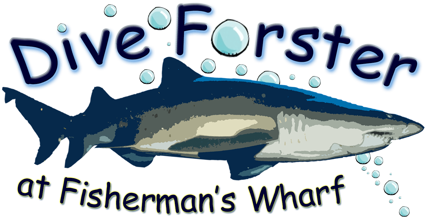 Dive Forster at Fisherman's Wharf | SCUBA, Dolphin Swim, Spearfishing