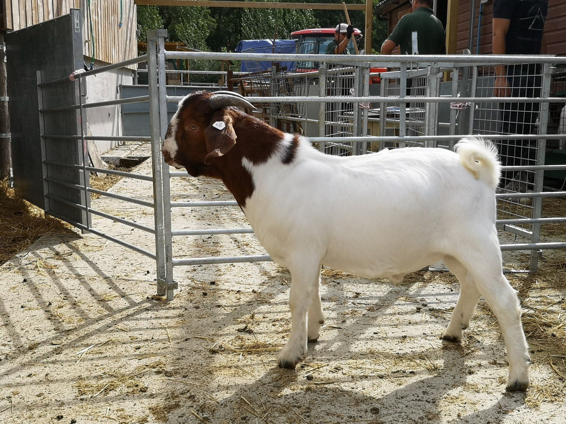 Goat stock | Oakleigh Boer Goats