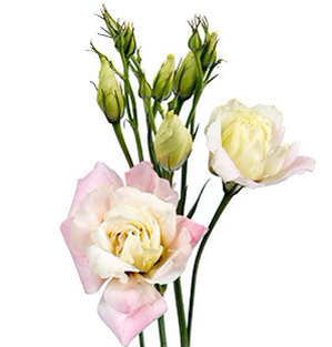 Premium Florals | Elizabeth's Garden | Mobile AL