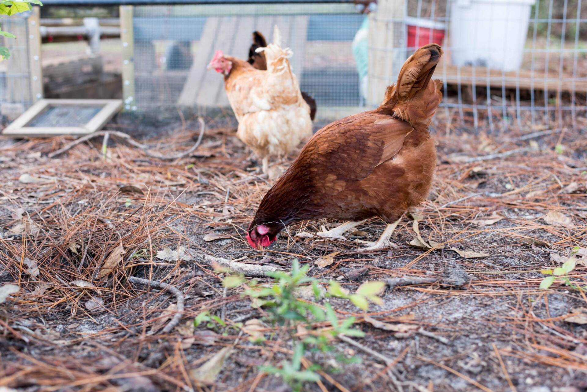 Chicks, Ducks and Guinea Fowl Oh My!