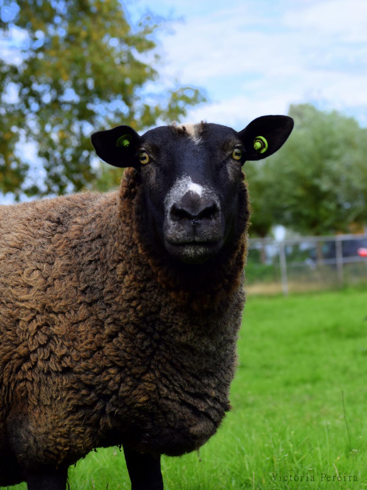Kinderboerderij de Beestenboel te zuid-scharwoude Kinderboerderij de Beestenboel te zuid-scharwoude