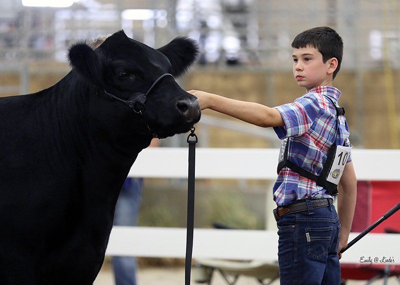 Show Steers, Show Heifers - Shane Show Cattle, OH