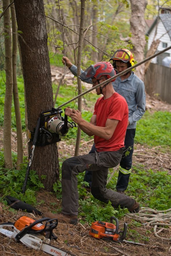 Gallery | All Green Tree Care