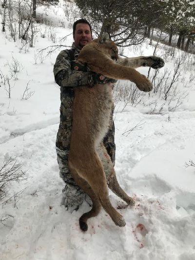 Mountain Lion Hunting