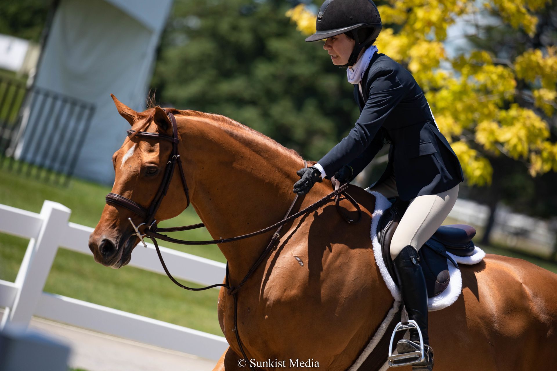Show Jumping Competitions: What to Expect and How to Prepare