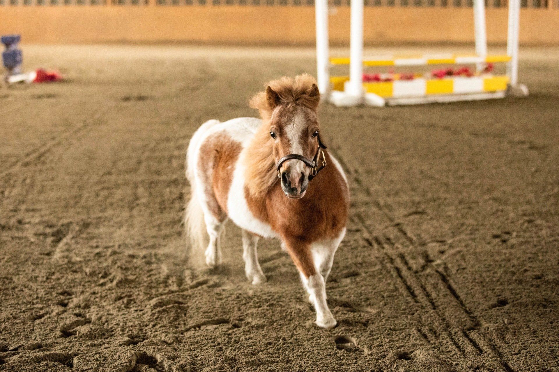 Horse Riding Stables | Vars, ON | Wynbrook Equestrian Centre