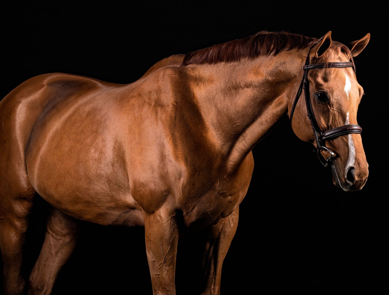 Horse Riding Stables | Vars, ON | Wynbrook Equestrian Centre