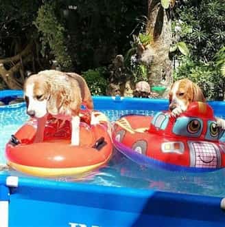 Beagle Summer Care
