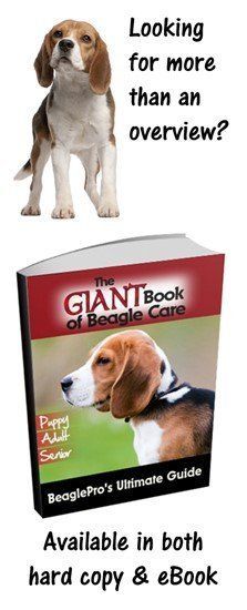 Beagle Age Equivilancy | Chart to Show Human Comparison