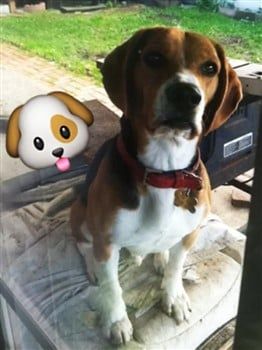 The Top 7 Beagle Care Tips