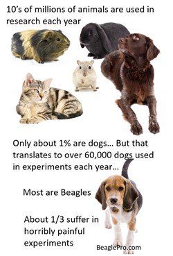 Beagle Research Dogs