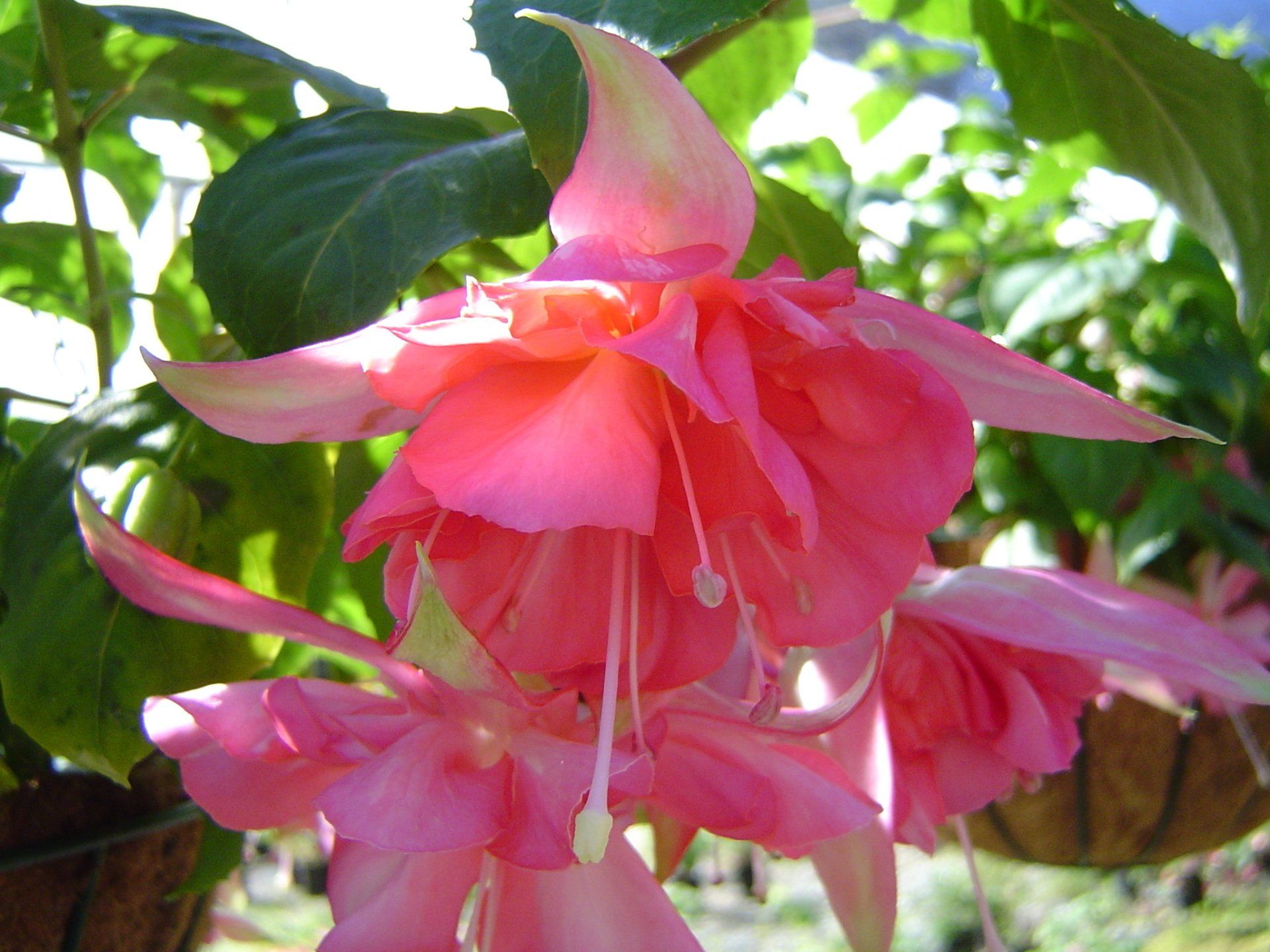 Weald View Gardens Information