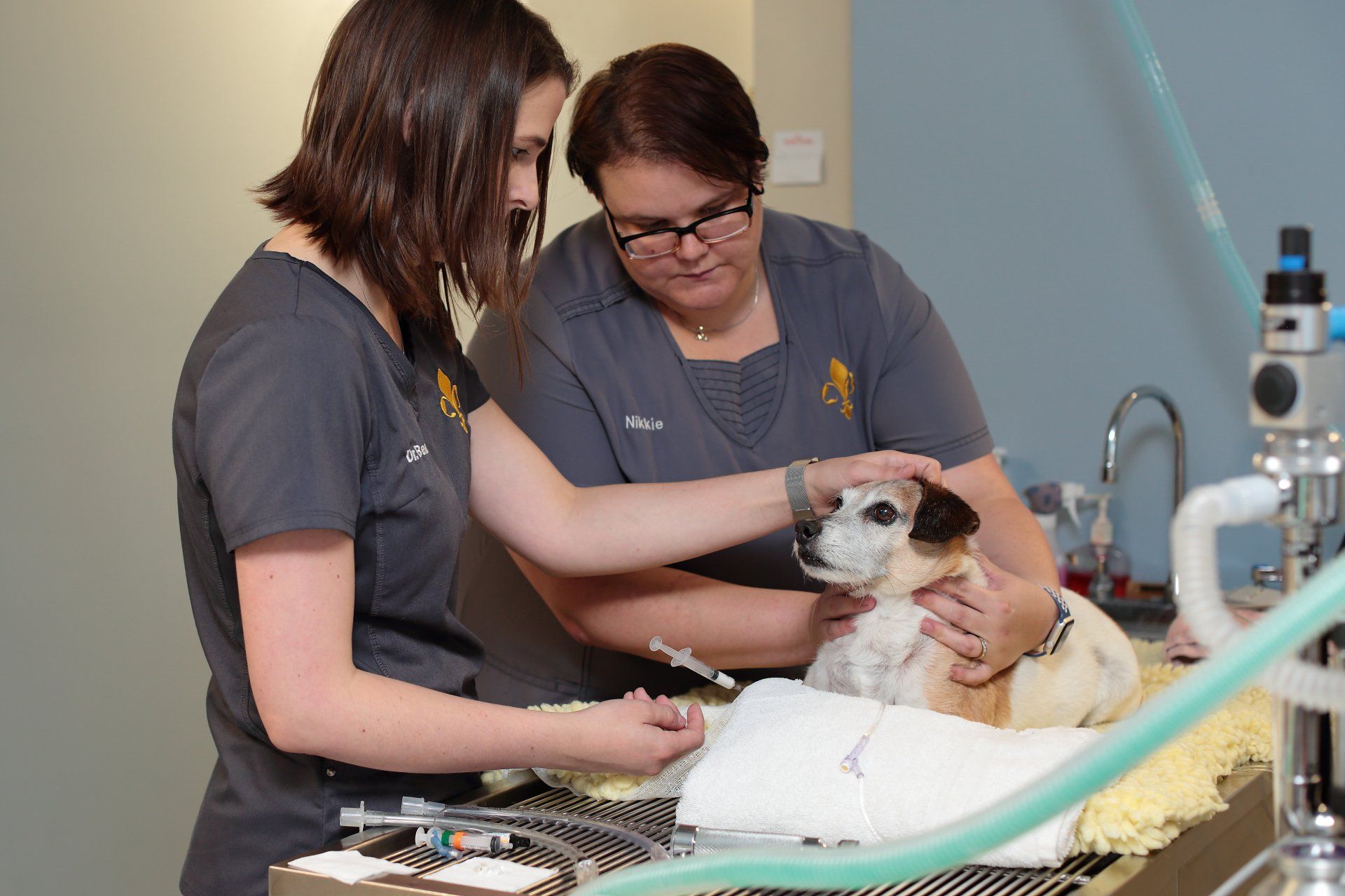 Hospital Tour | Clearview Veterinary Hospital