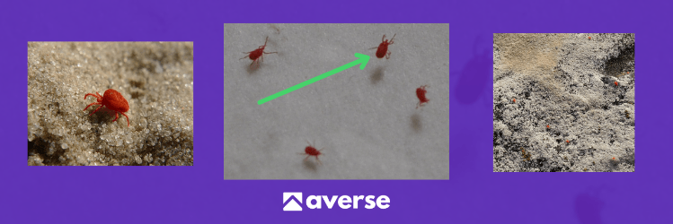 Tiny Red Bugs: Who is the Culprit?