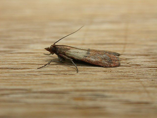 How to Get Rid of Pantry Pests in Boise