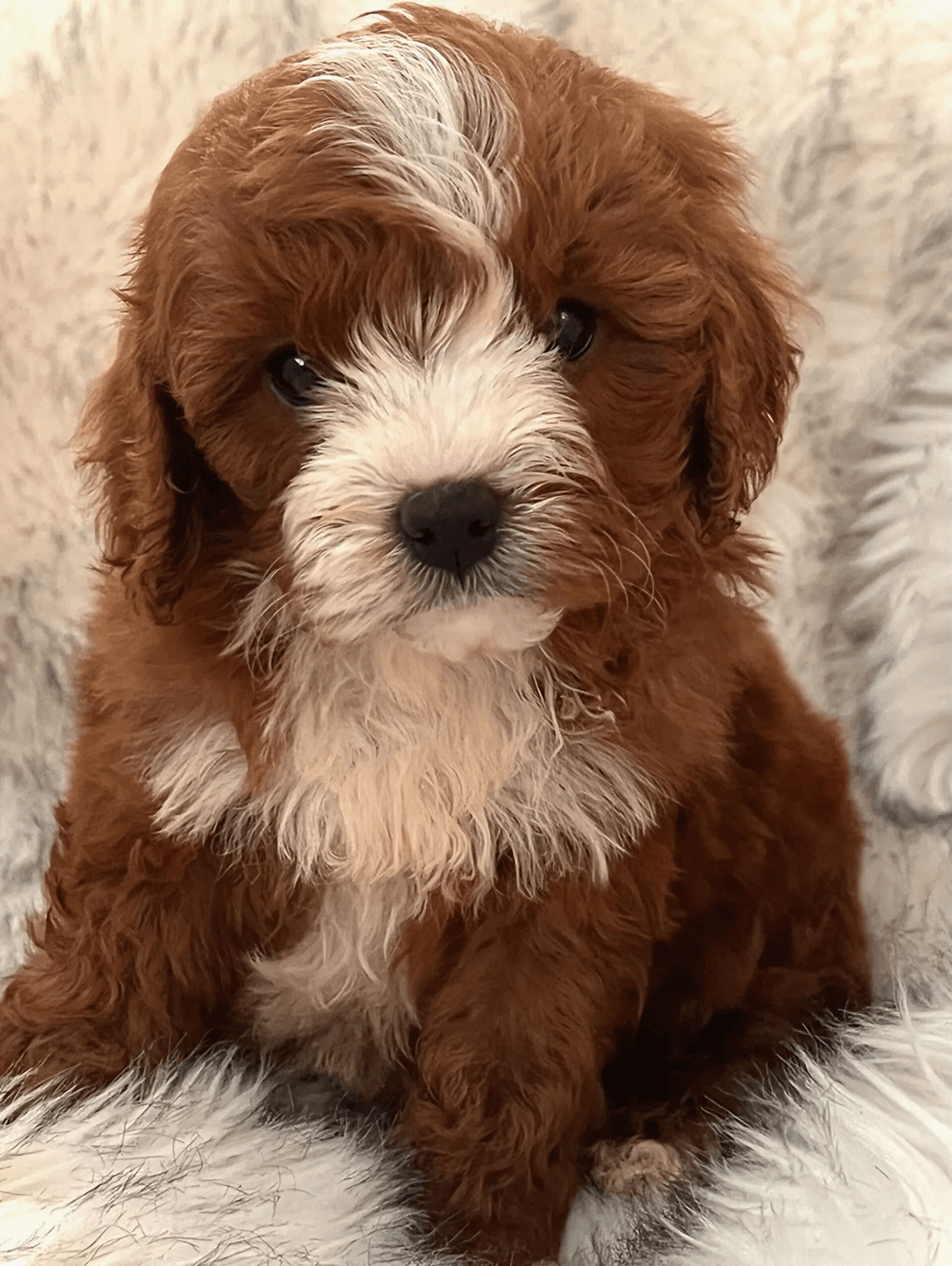 Cavoodles New Zealand | Puppies for Sale
