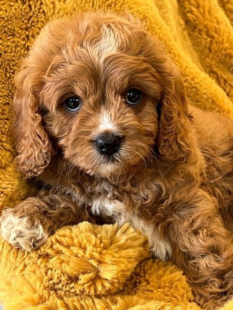 About Sedona Kennels - Cavoodle Puppies