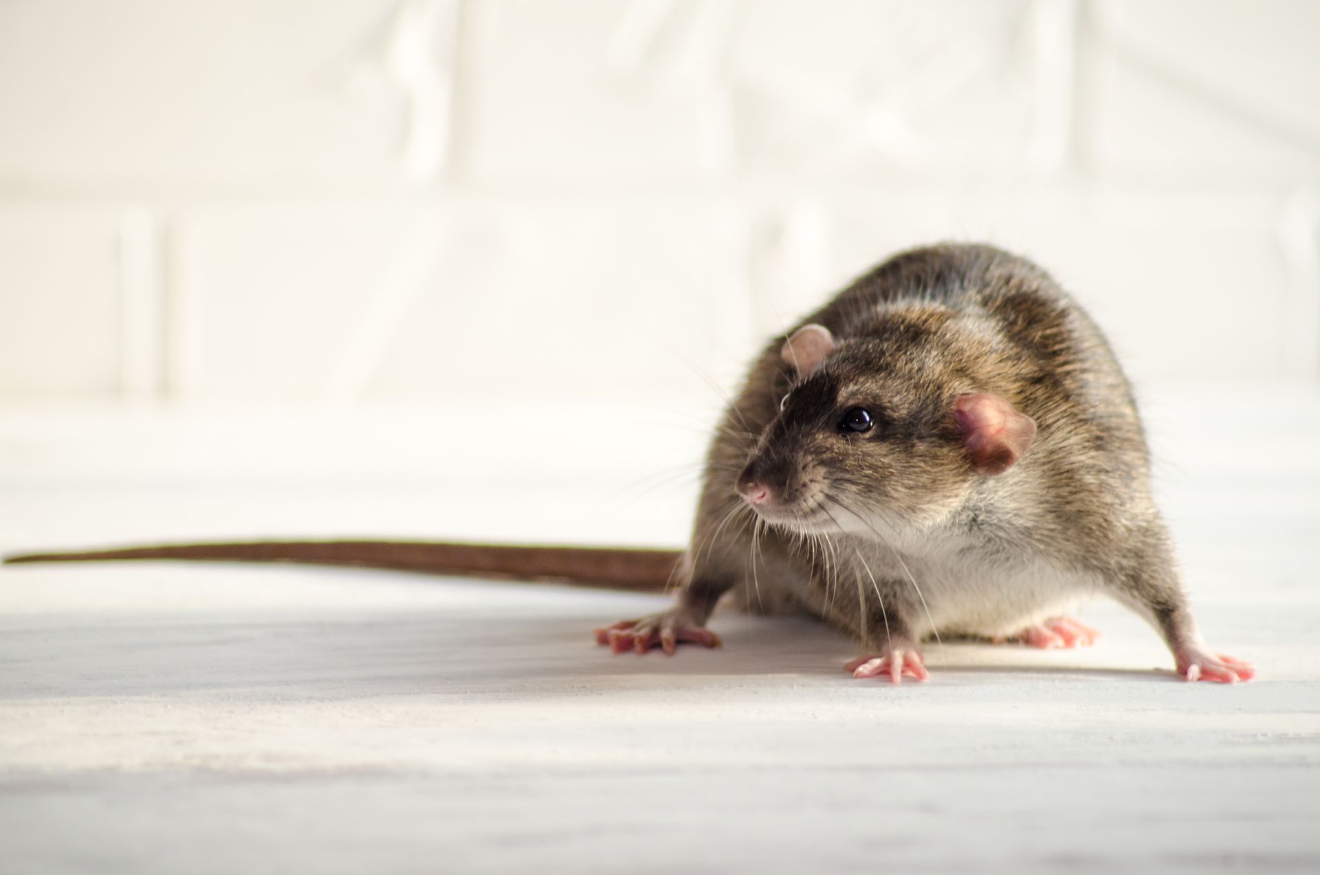 5 Pests To Watch Out For This Winter
