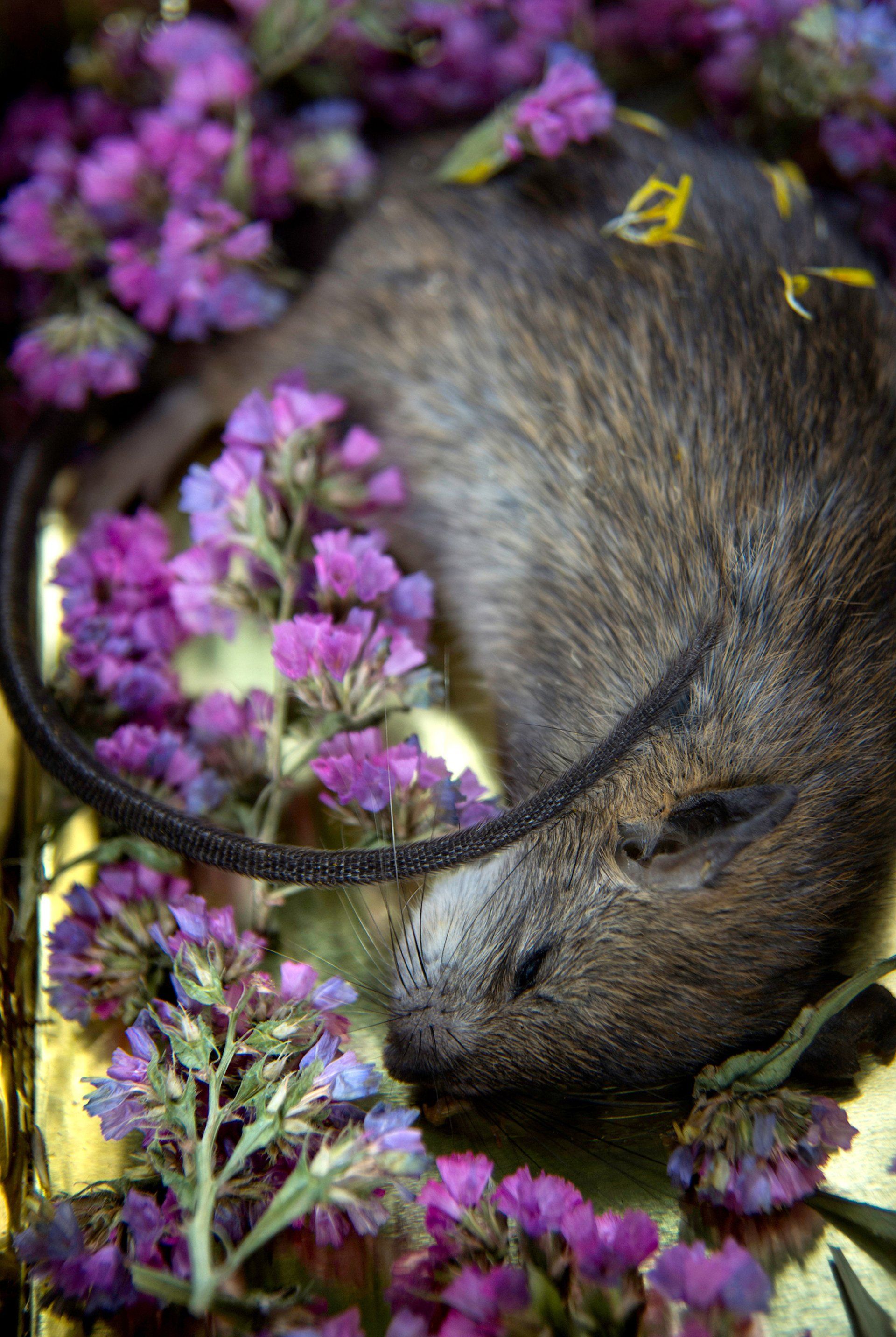 Funeral For a Rat Part 2