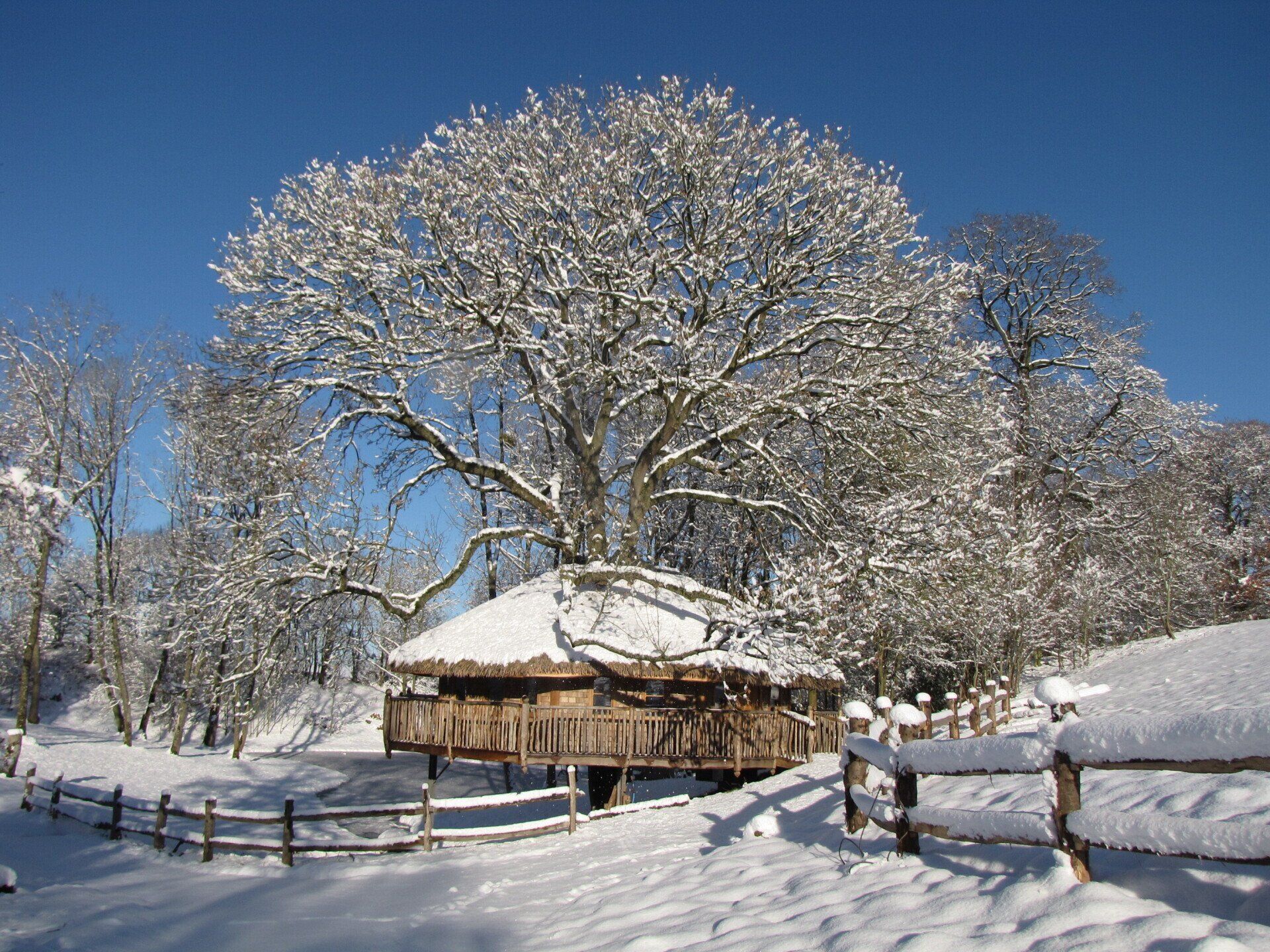 Award winning Luxury Treehouses | Treeopia