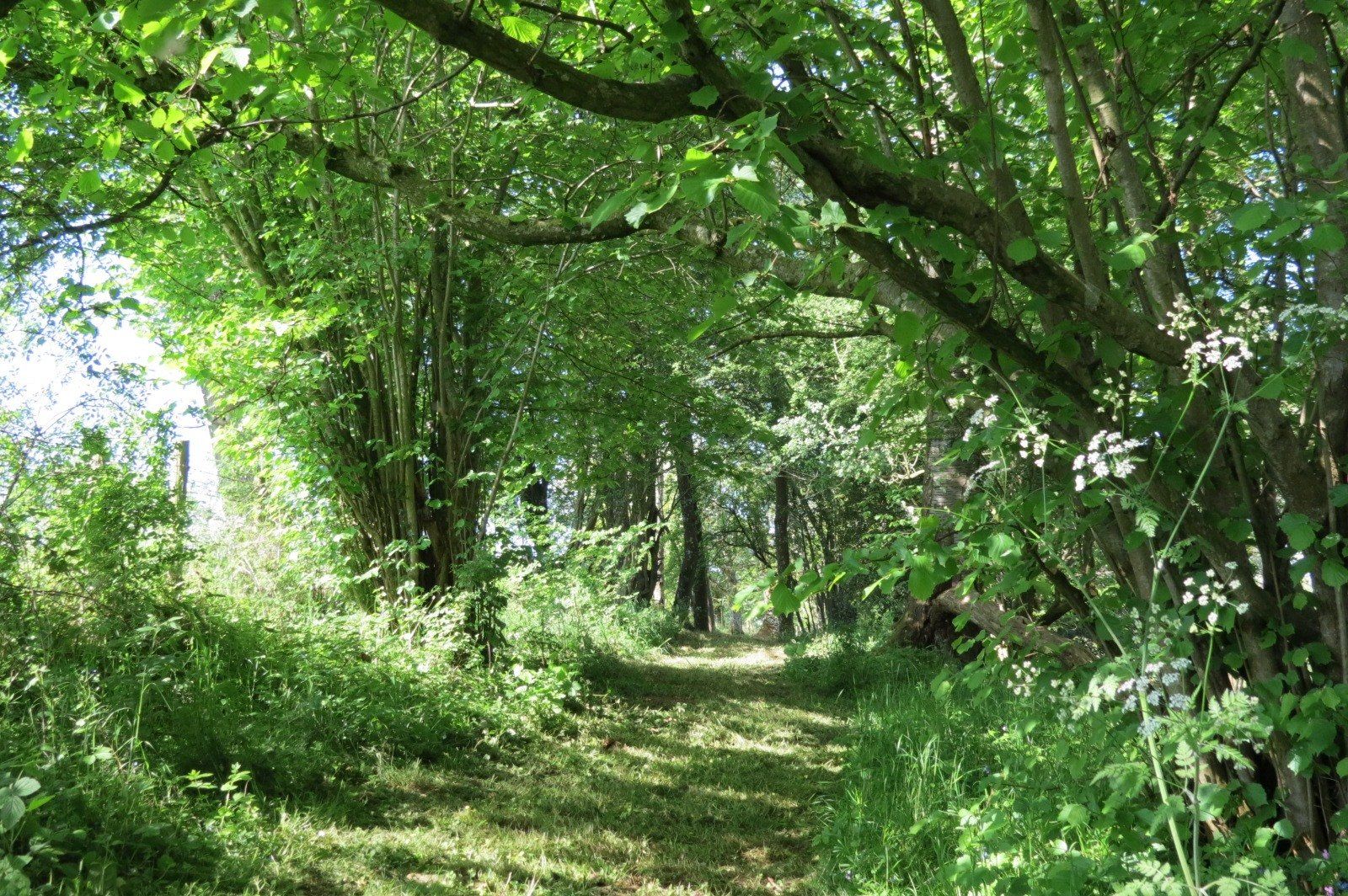 Award winning Luxury Treehouses | Treeopia