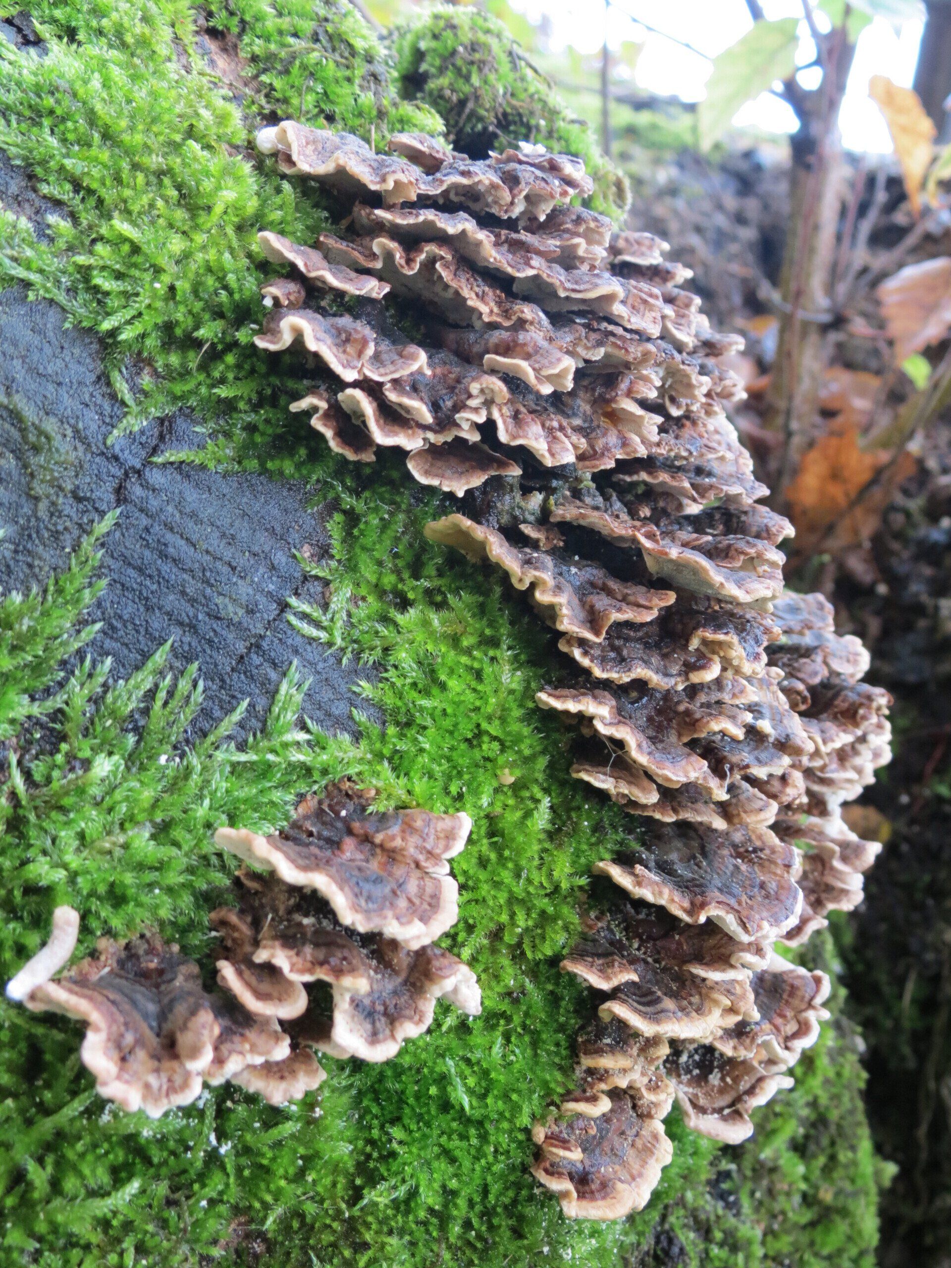 Award winning Luxury Treehouses | Treeopia