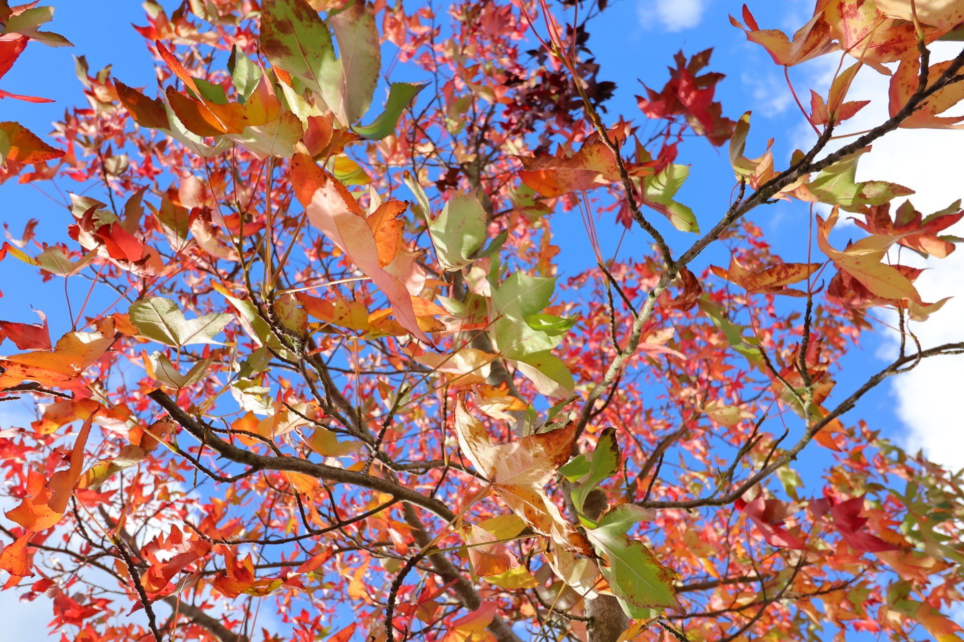 Award winning Luxury Treehouses | Treeopia