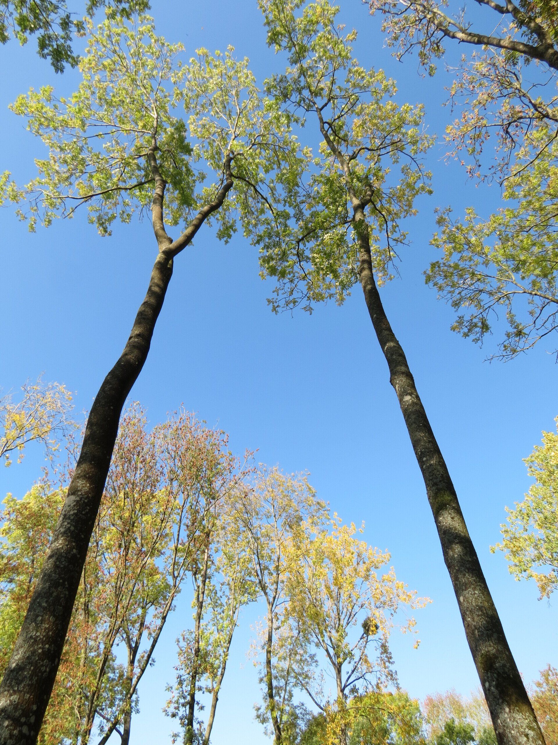 Treeopia is an idyllic adult only retreat offering two very individual ...