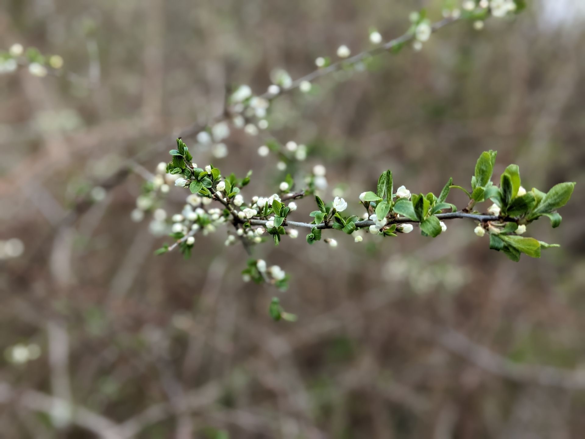 A poem about a walk through woods and fields in early Spring