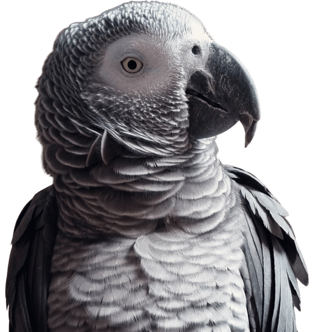 Home [www.firstflightsexoticbirds.com]