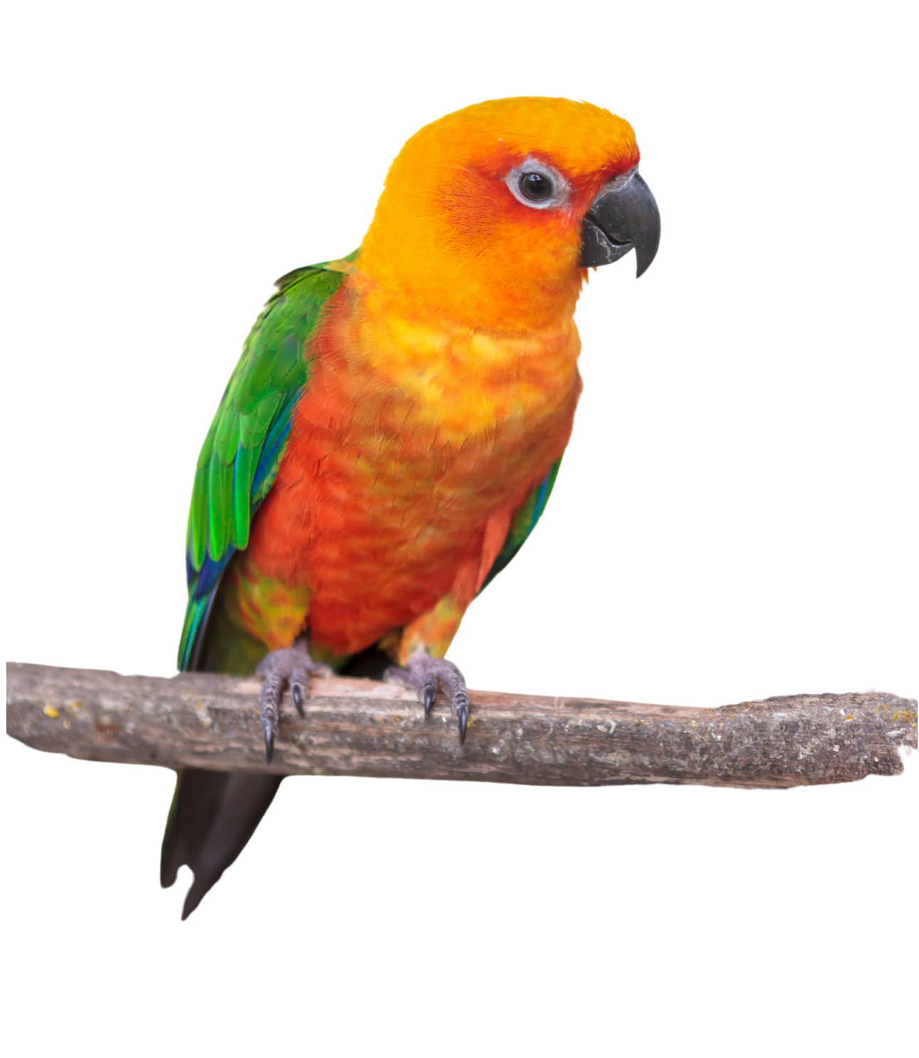 Home [www.firstflightsexoticbirds.com]