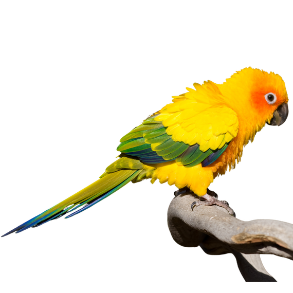 Home [www.firstflightsexoticbirds.com]