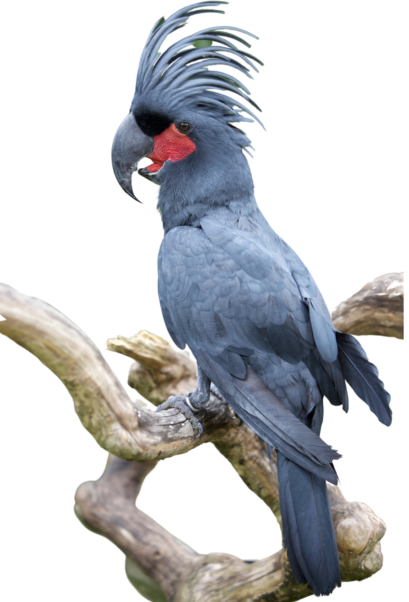 Home [www.firstflightsexoticbirds.com]