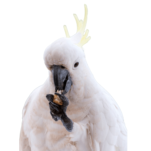 Home [www.firstflightsexoticbirds.com]