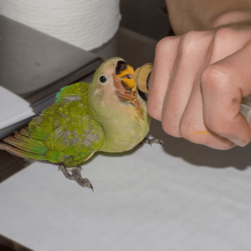 Exotic Baby Birds & Essentials | Long Island, NY