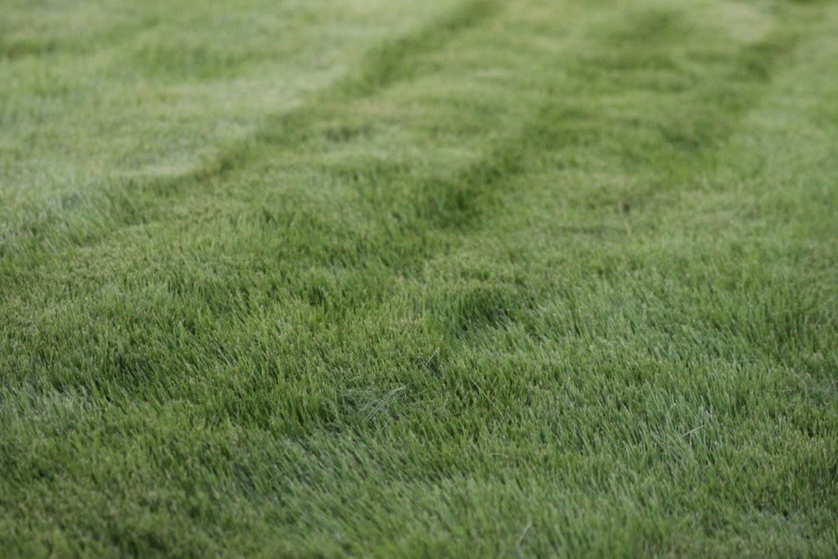 Zorro – Zoysia – Mata-Turf