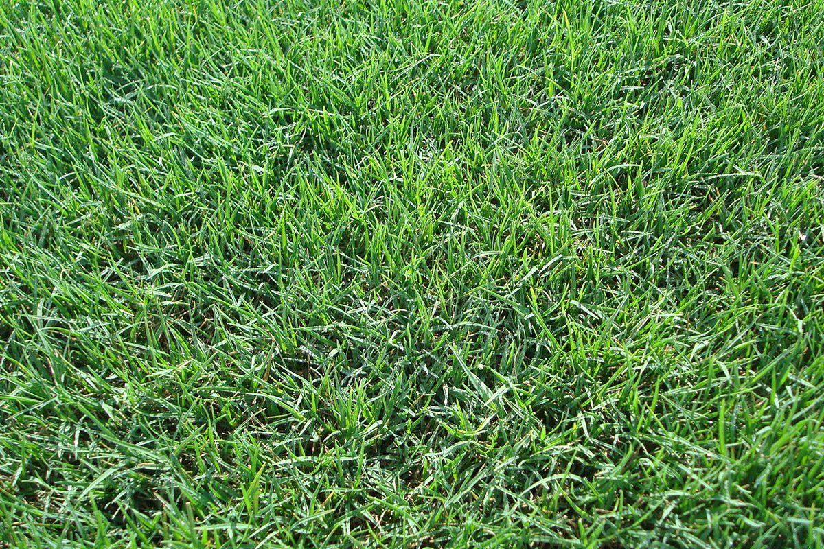 TifWay 419 – Bermuda – Mata-Turf