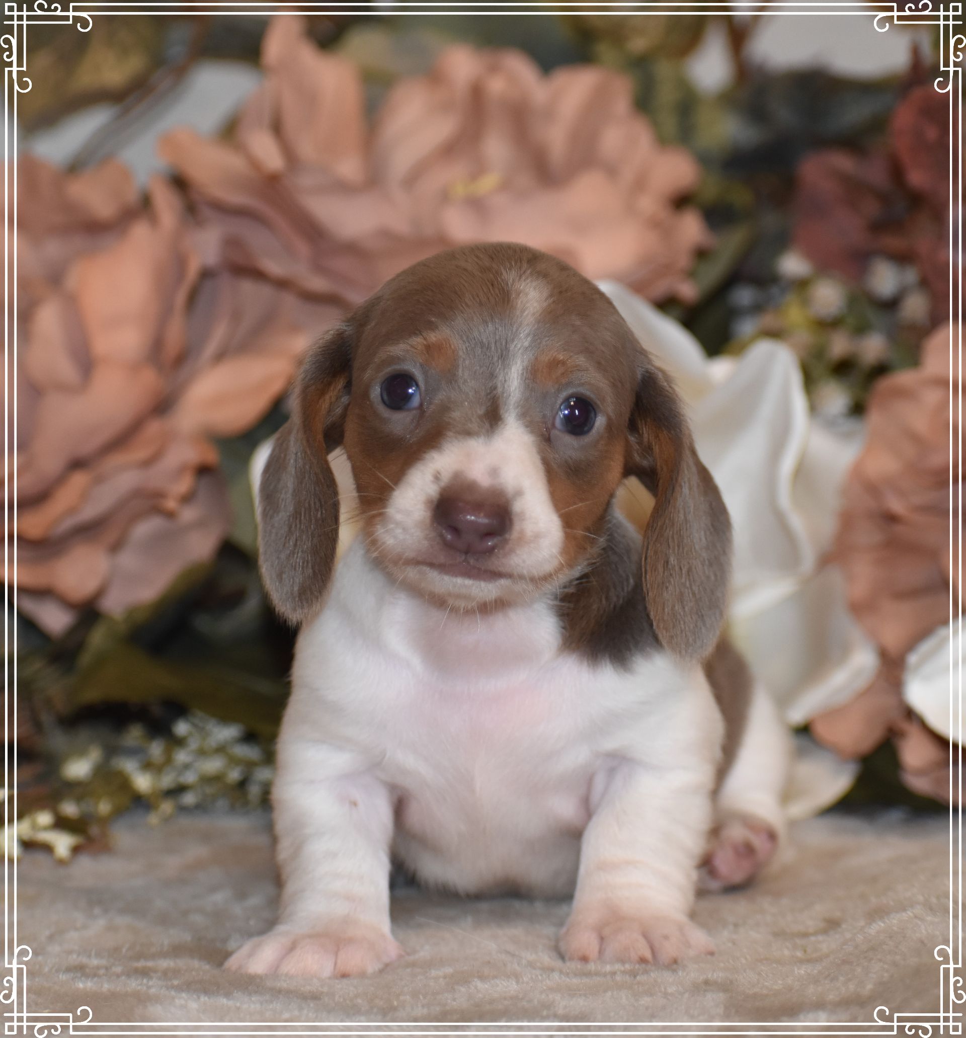Available Dachshund Puppies for Sale | Down Home Dachshunds