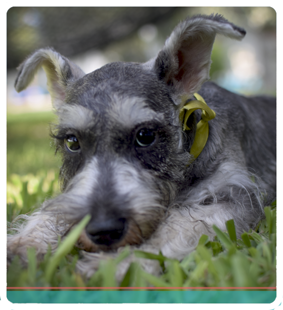 Hospedaje para perros en Pachacámac